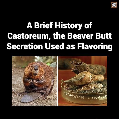 A Brief History of Castoreum, the Beaver Butt Secretion Used as ...