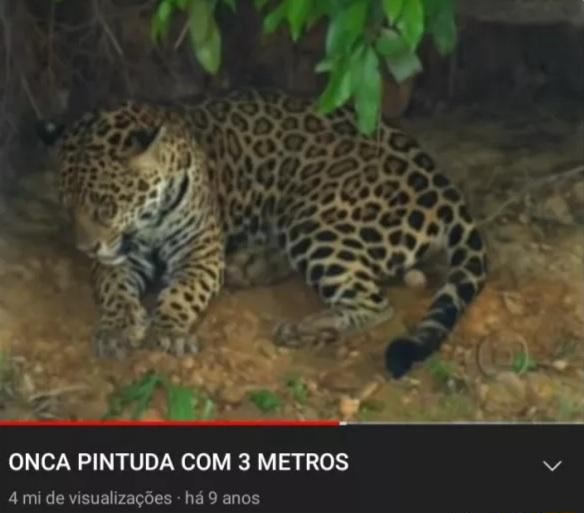 ONCA PINTUDA COM 3 METROS 4 mi de visualizações - há 9 anos - )
