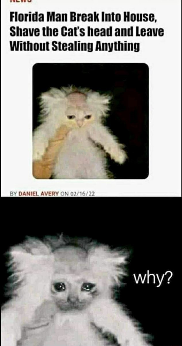 Shave the Cat's head and Leave Without Stealing Anything OANIEL AVERY ...