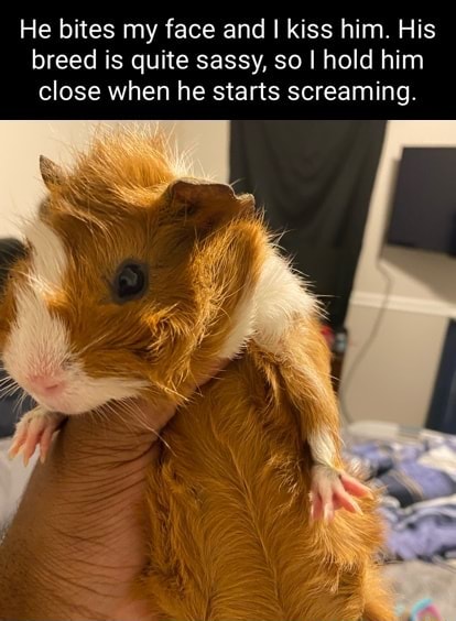 He bites my face and I kiss him. His breed is quite sassy, so I hold ...
