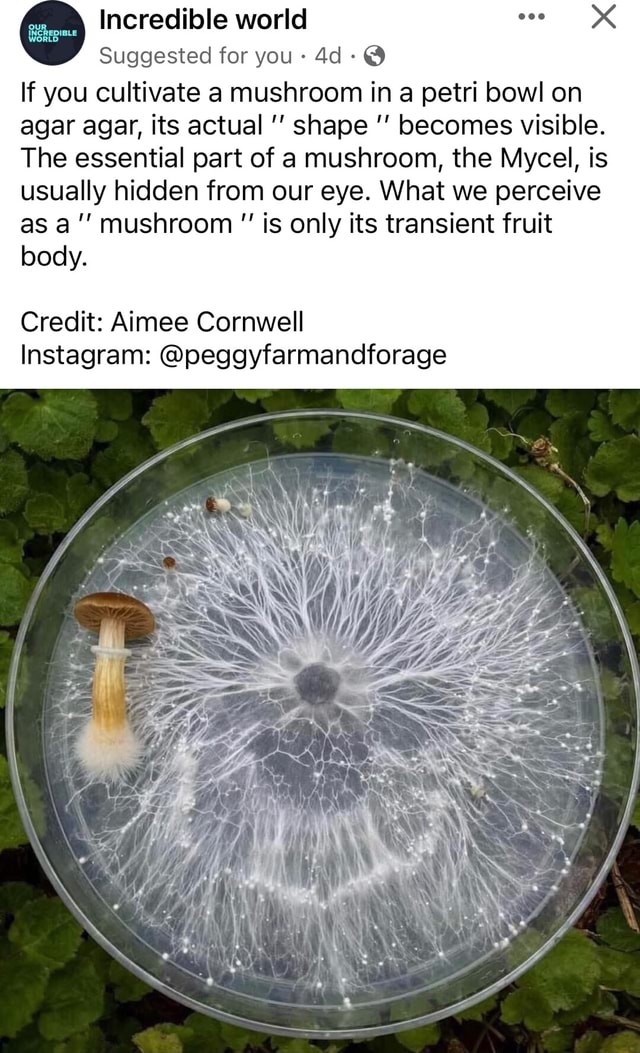 Incredible world Suggested for you - @ If you cultivate a mushroom in a petri bowl on agar agar ...