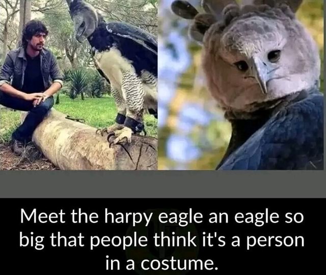 Meet the harpy eagle an eagle so big that people think it's a person in ...