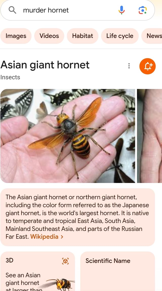 Q murder hornet & Images Videos Habitat Life cycle News Asian giant ...