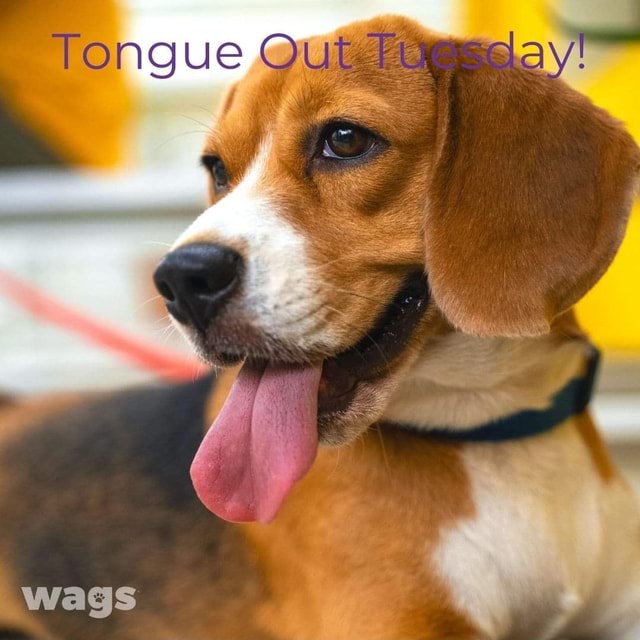 Tongue out Tuesday beagle edition! 🎉 - Tongue Out? ~lay! wags - iFunny