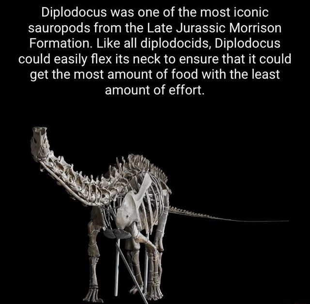 Diplodocus was one of the most iconic sauropods from the Late Jurassic ...