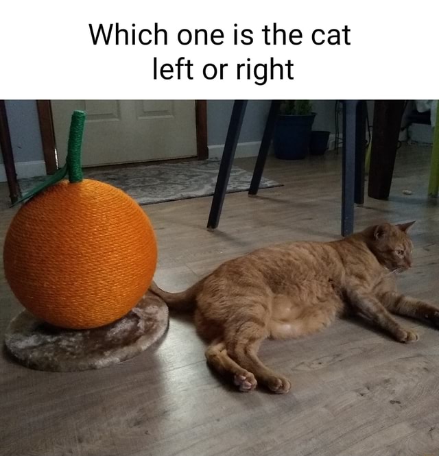 Which one is the cat left or right - iFunny