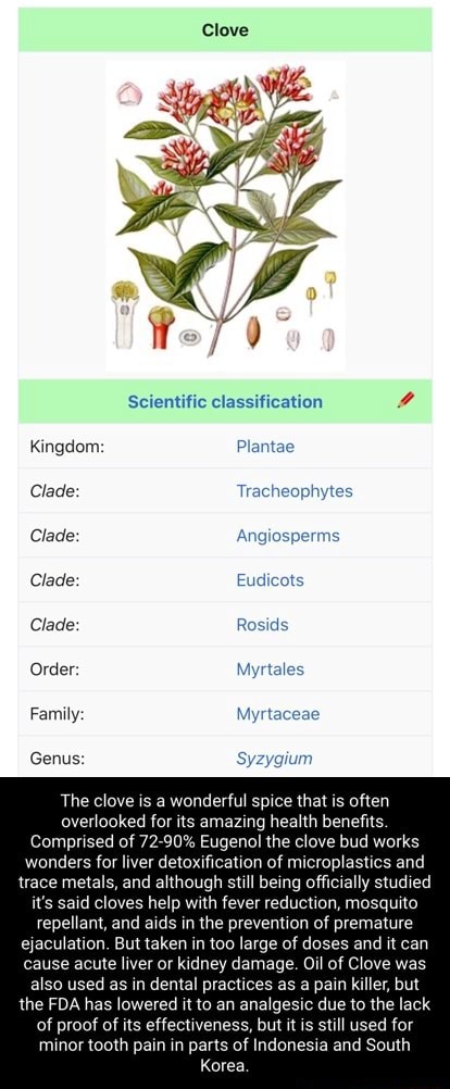 Scientific classification Kingdom: Plantae Clade: Angiosperms Clade ...