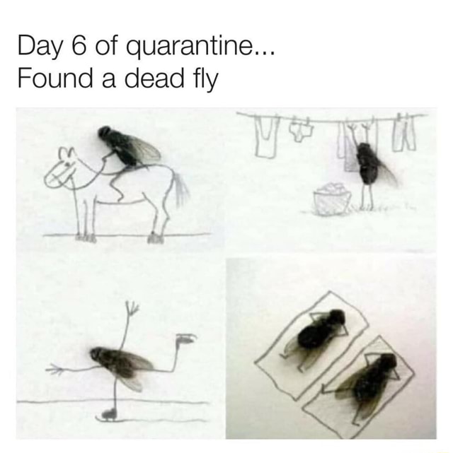 Day 6 of quarantine... Found a dead fly - iFunny