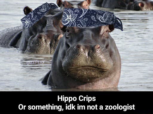 Hippo Crips Or something, idk im not a zoologist - Hippo Crips Or ...