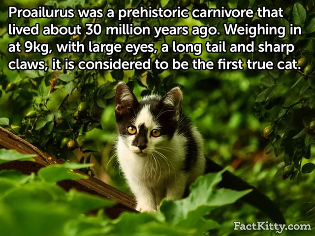 Proailurus was a prehistoric carnivore that lived about 30 million ...
