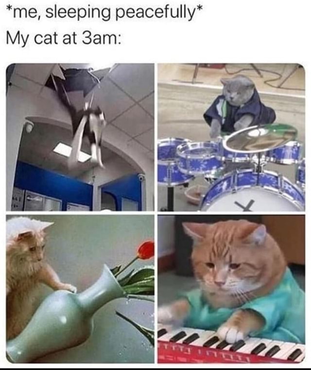 *me, sleeping peacefully* My cat at 3am: - iFunny