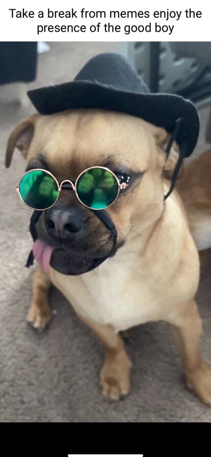 Take a break from memes enjoy the presence of the good boy - iFunny