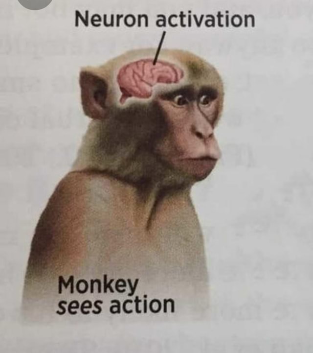 Neuron activation Monkey sees action - America’s best pics and videos