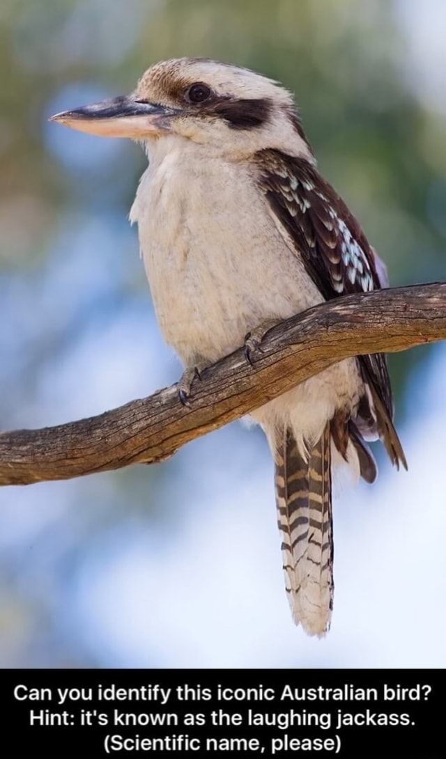 Can you identify this iconic Australian bird? Hint: it's known as the ...