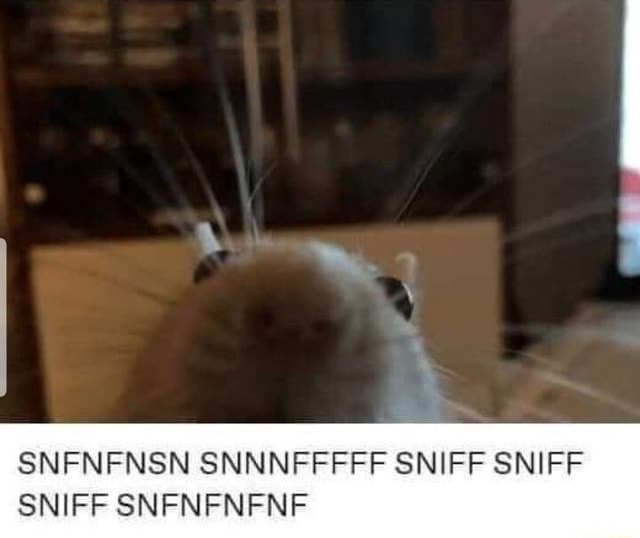 SNFNFNSN SNNNFFFFF SNIFF SNIFF SNIFF SNFNFNFNF - iFunny