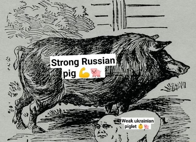 Pig Weak ukrainian piglet - iFunny