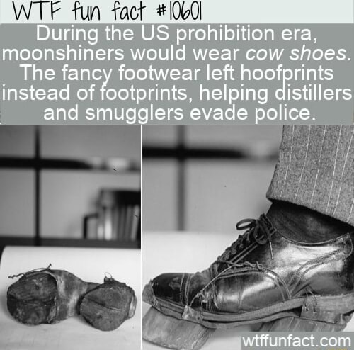 Tun tact During the US prohibition era. moonshiners would wear cow ...