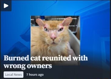 Burned cat reumited with wrong - iFunny