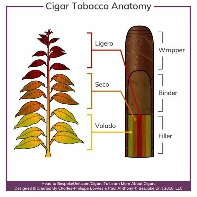 Cigar Tobacco Anatomy Wrapper Binder Ligero Volado Filler Head to To ...