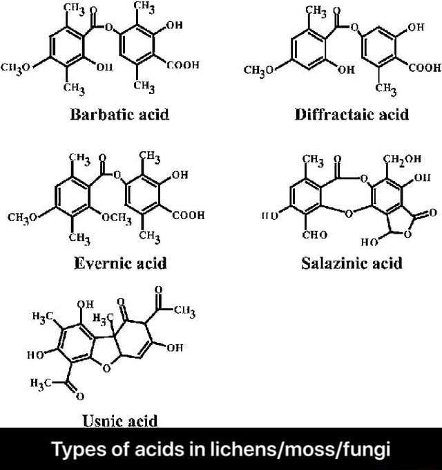 Salazinic acid ypes of acids in lichens/moss/fungi Usnic acid - Types ...