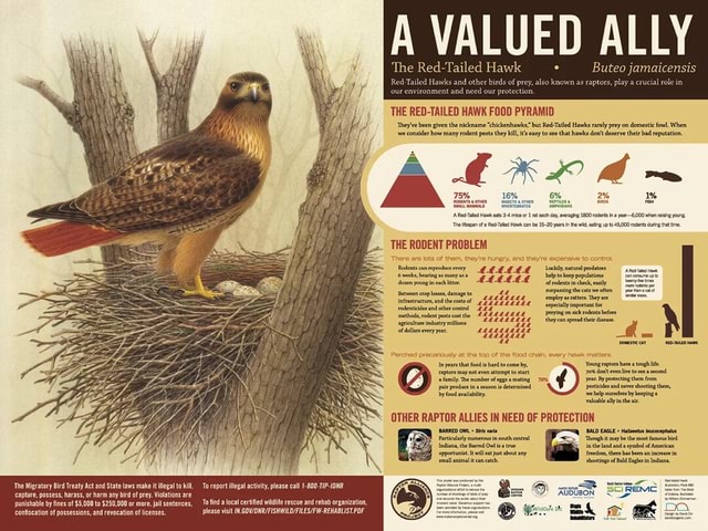 A Red- Hawk VALUED ALLY The Red- 'Tailed vk Buteo jamaicensis 'we ...
