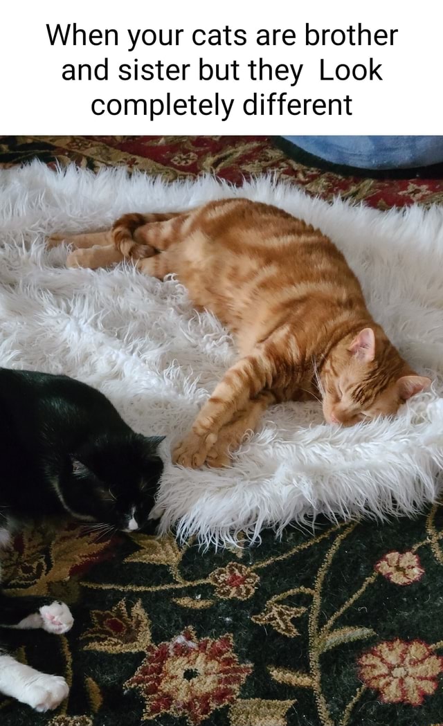 When your cats are brother and sister but they Look completely ...