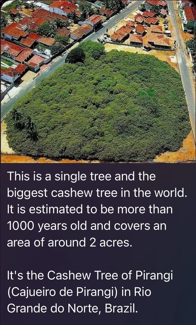 This is a single tree and the biggest cashew tree in the world. It is ...
