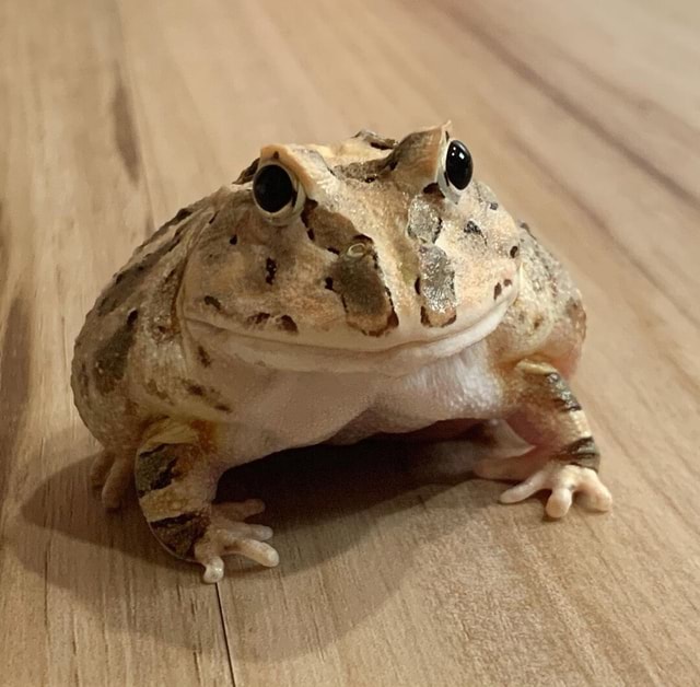 Picture memes JpLwF3lcA by friggin_frog: 7 comments - iFunny