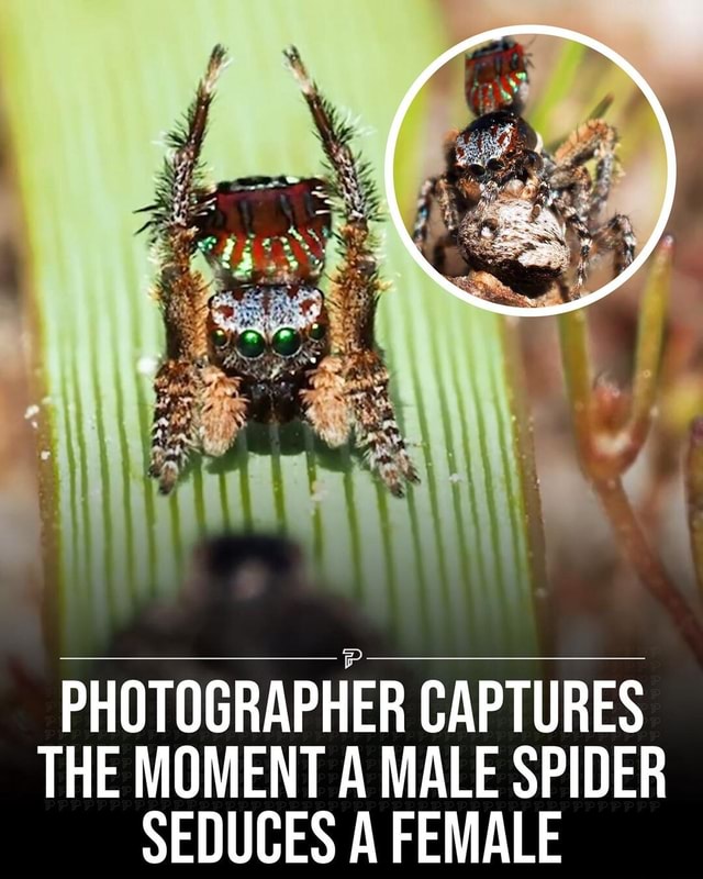 Swipe The male spiders moves paid off Via flynnprall spider insect ...