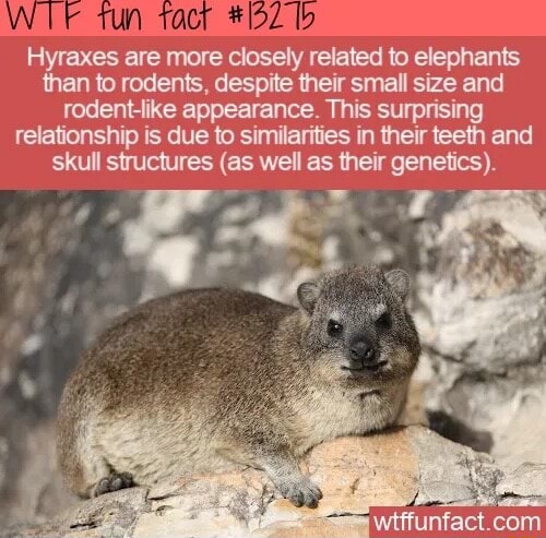Hyraxes are more closely related to elephants than to rodents, despite ...