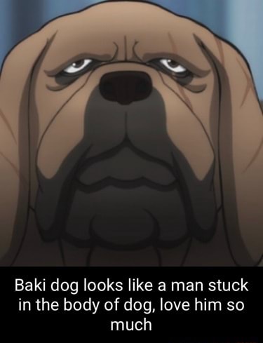 Baki dog looks like a man stuck in the body of dog, love him so much ...