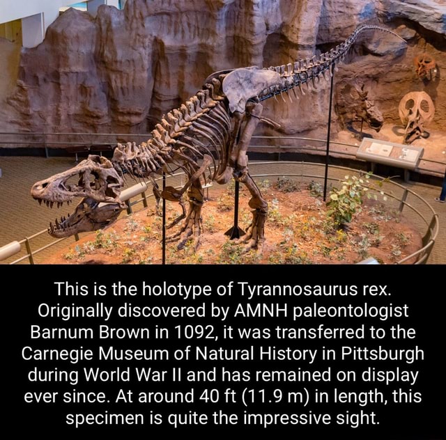 This is the ho otype of Tyrannosaurus rex. Originally discovered by ...