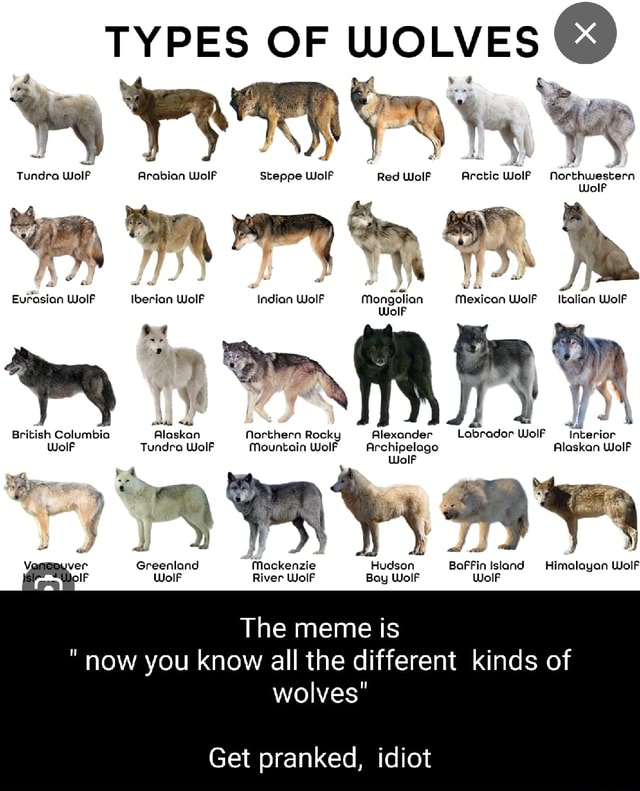 TYPES OF WOLVES wP Tundra WolF Arabian WolF Steppe Wolf Red WolF Arctic ...