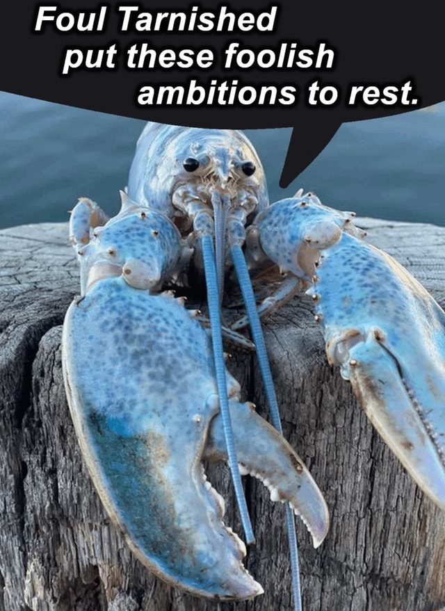 Foul Tarnished put these foolish ambitions to rest. - iFunny