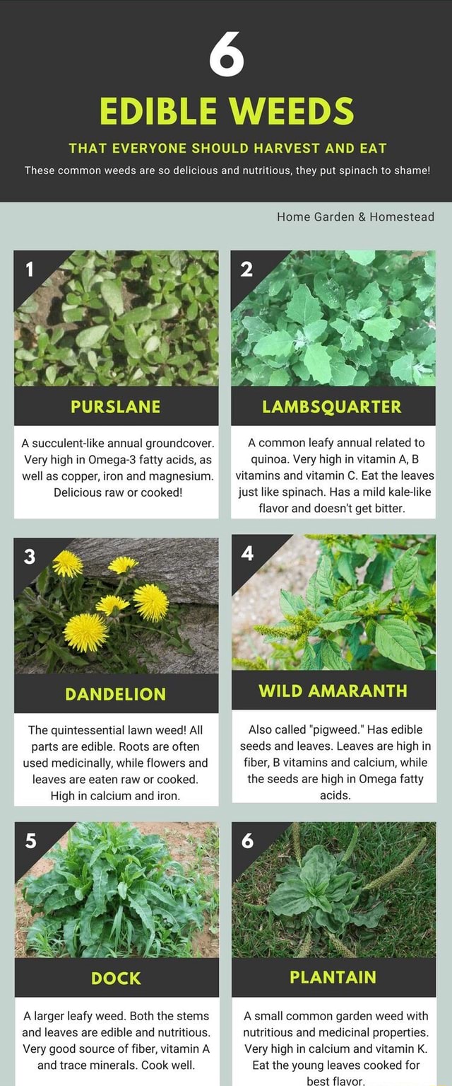 EDIBLE WEEDS THAT EVERYONE SHOULD HARVEST AND EAT These common weeds ...