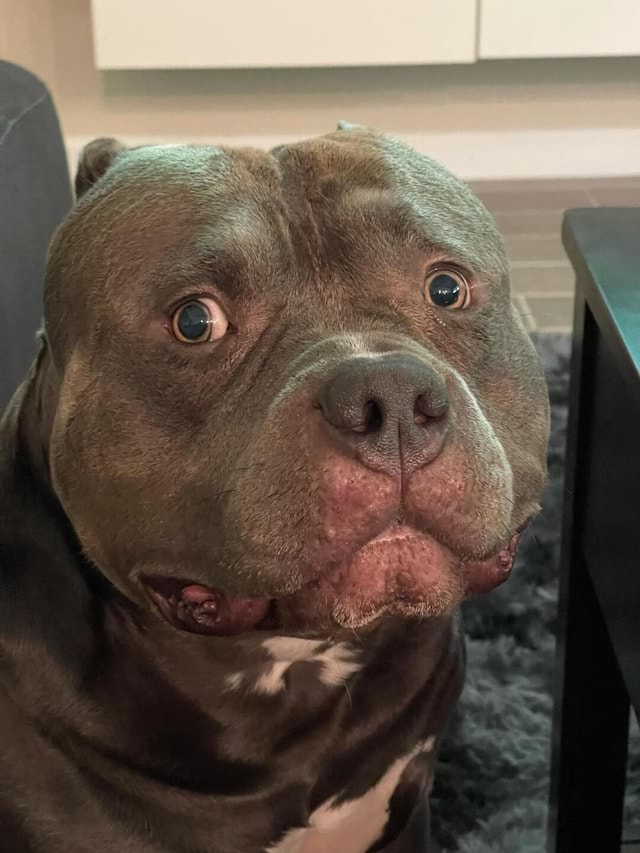 #meme #mildly_interesting #doggo #lol - iFunny