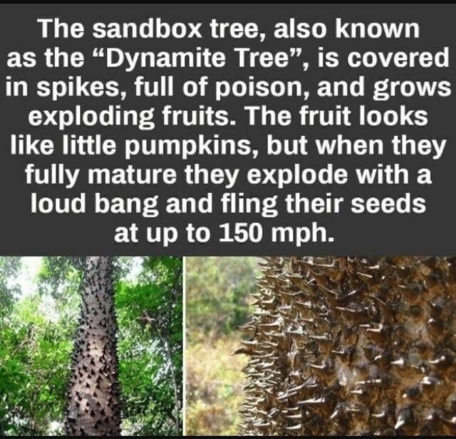 The sandbox tree, also known as the "Dynamite Tree", is covered in ...