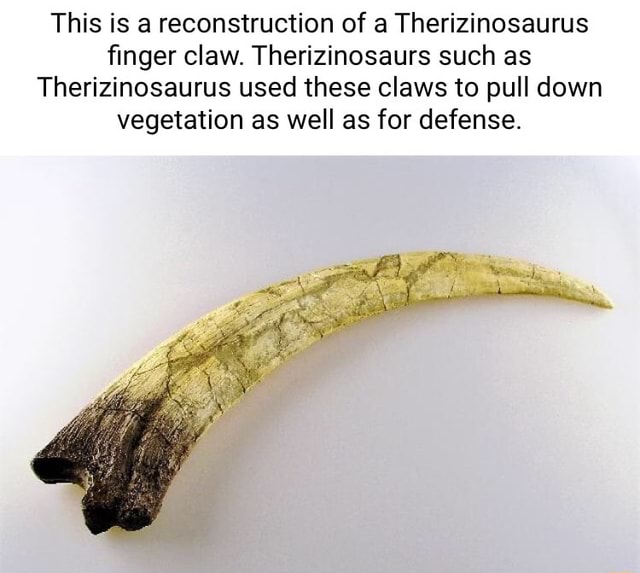 This is a reconstruction of a Therizinosaurus finger claw ...
