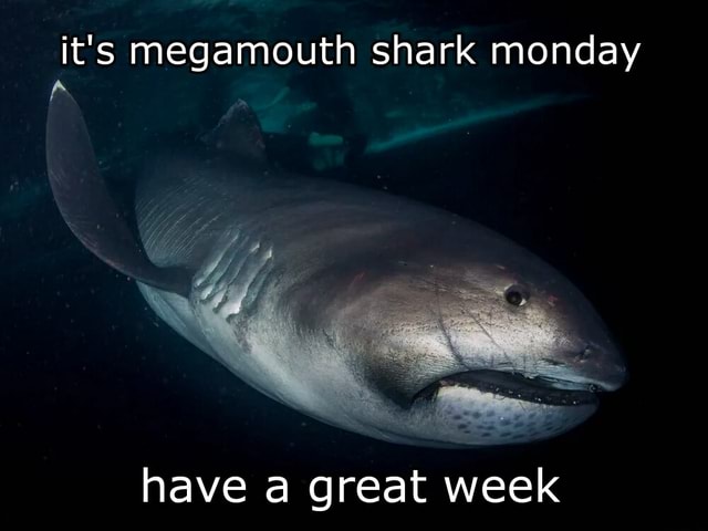 It's megamouth shark monday have a great week - iFunny