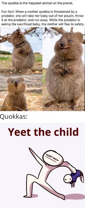 The quokka is the happiest animal on the pianet. Fun fact: When a ...
