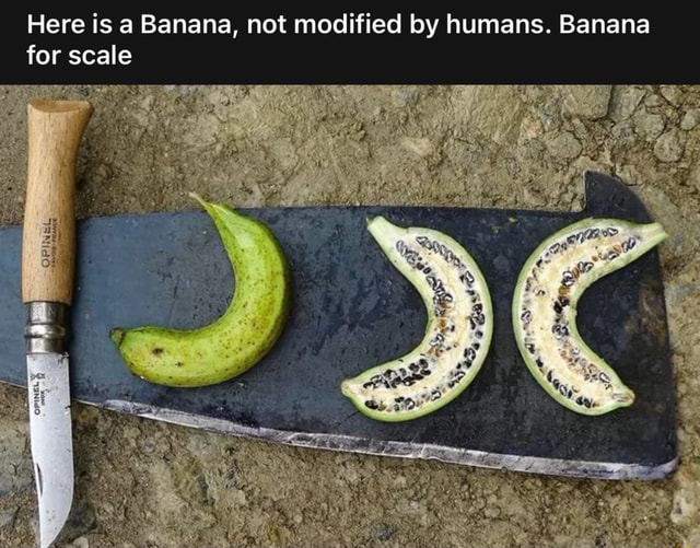 Here is a Banana, not modified by humans. Banana for scale - iFunny