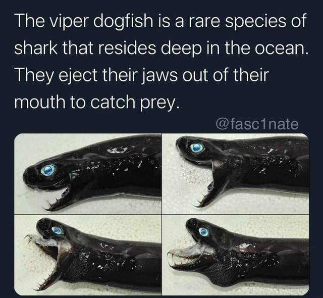The viper dogfish is a rare species of shark that resides deep in the ...