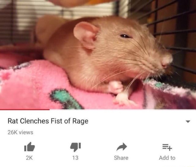 Rat Clenches Fist of Rage v - iFunny