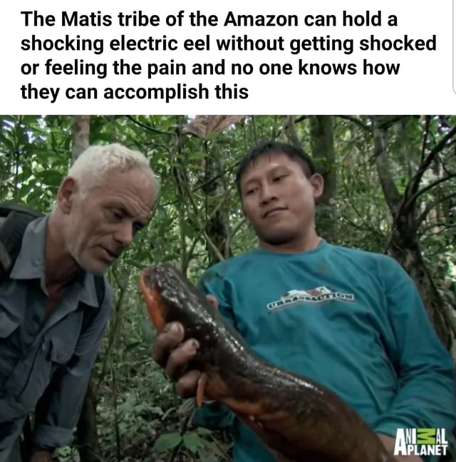 The Matis tribe of the Amazon can hold a shocking electric eel without ...