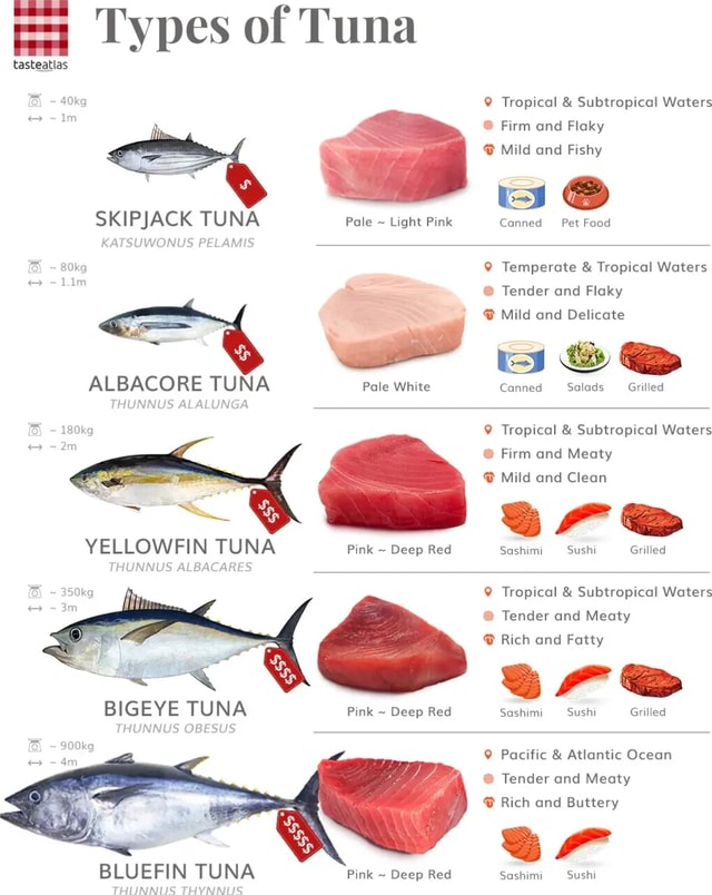 Types of Tuna tasteatlas ~ 40kg SKIPJACK TUNA KATSUWONUS PELAMIS ~ 80kg ...