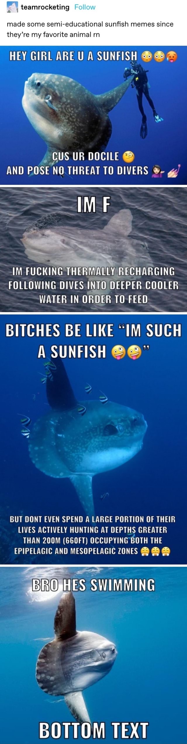 Teamrocketing made some semi-educational sunfish memes since they're my ...