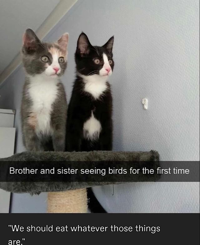 Brother and sister seeing birds for the first time "We should eat ...
