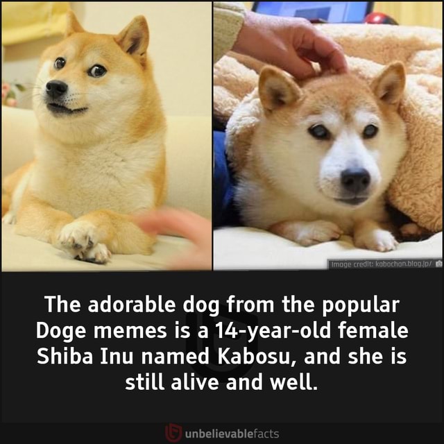 The adorable dog from the popular Doge memes is a 14-year-old female ...