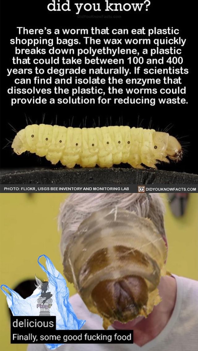 Did you know? There's a worm that can eat plastic shopping bags. The ...