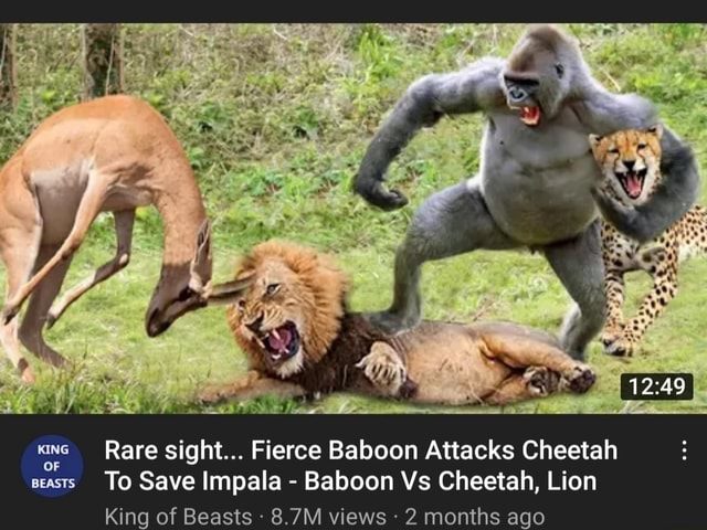 BEASTS Rare sight... Fierce Baboon Attacks Cheetah seasts To Save ...